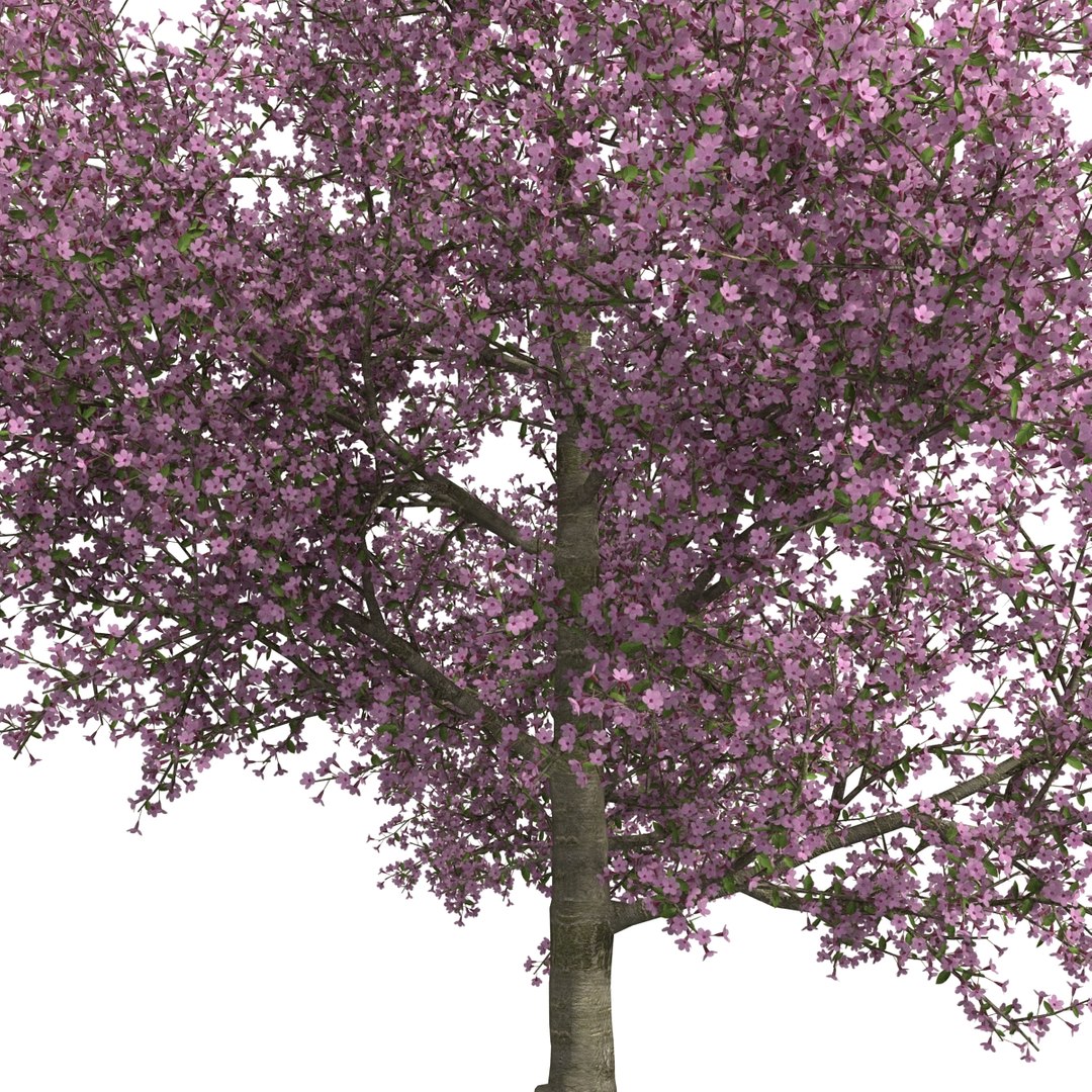 Cherry Tree 3d C4d