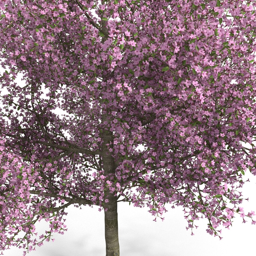 Cherry Tree 3d C4d