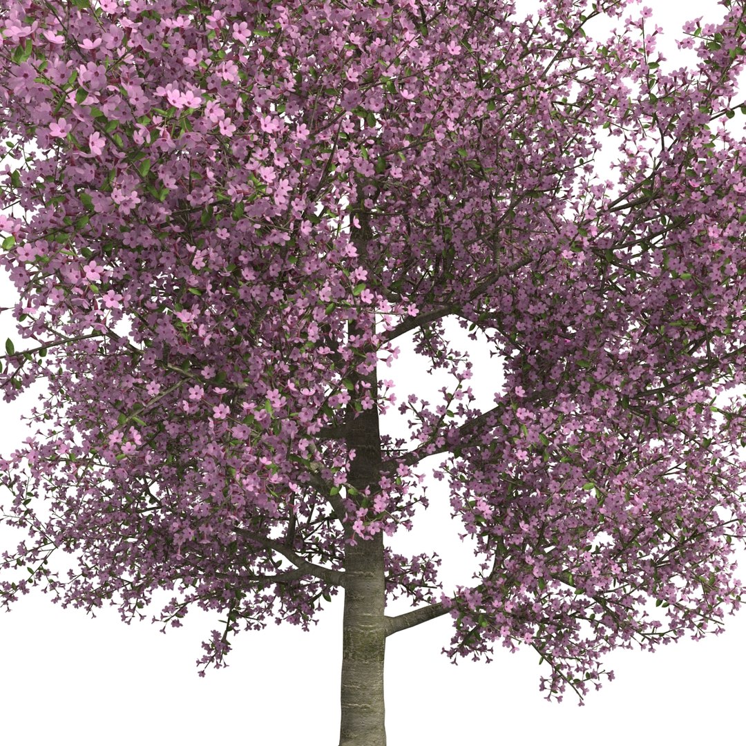 Cherry Tree 3d C4d