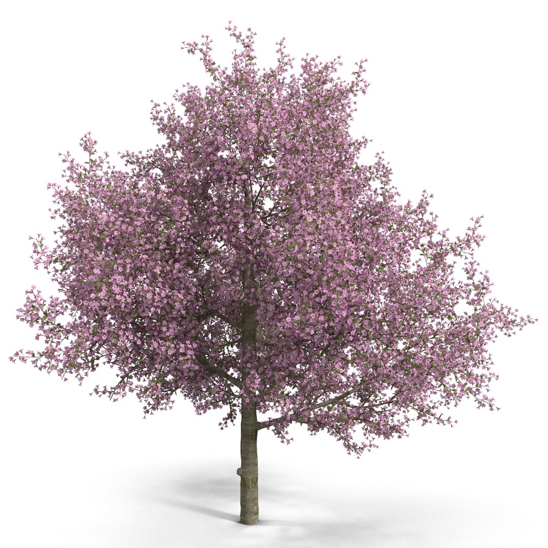 Cherry Tree 3d C4d