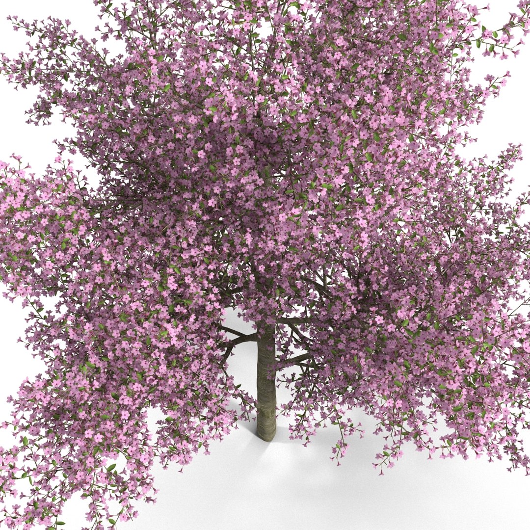 Cherry Tree 3d C4d