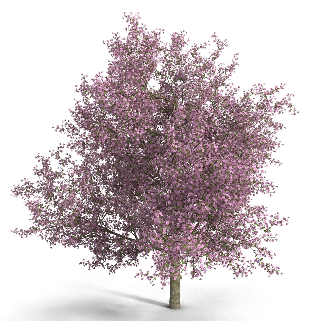 Cherry Tree 3d C4d