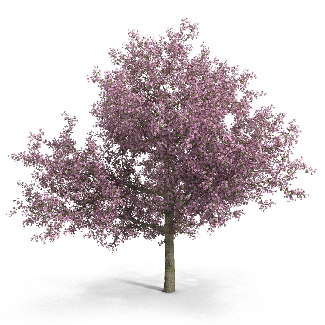 Cherry Tree 3d C4d