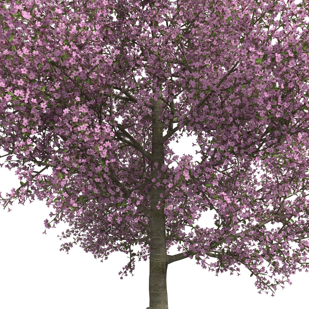 Cherry Tree 3d C4d