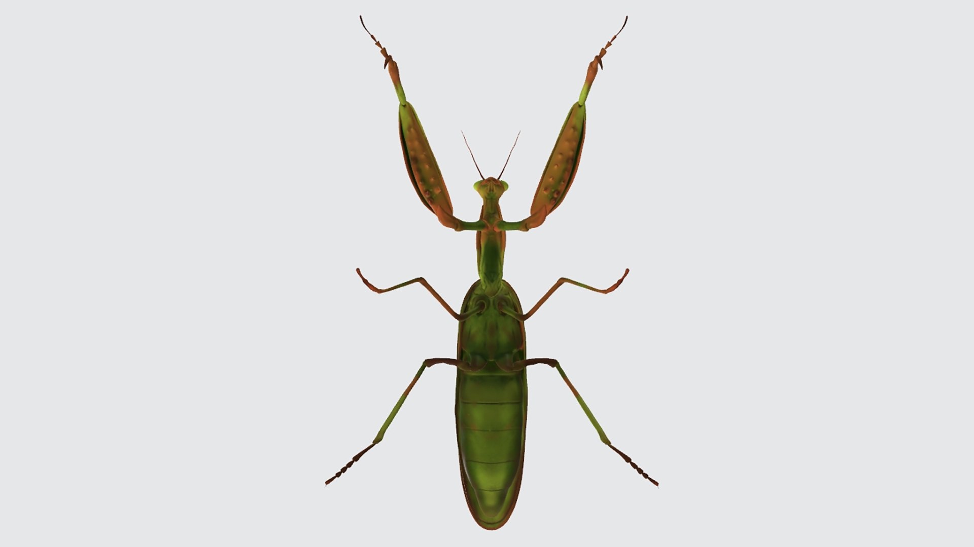 3D Praying Mantis Animal 3D Model Ready To Print - TurboSquid 2285244