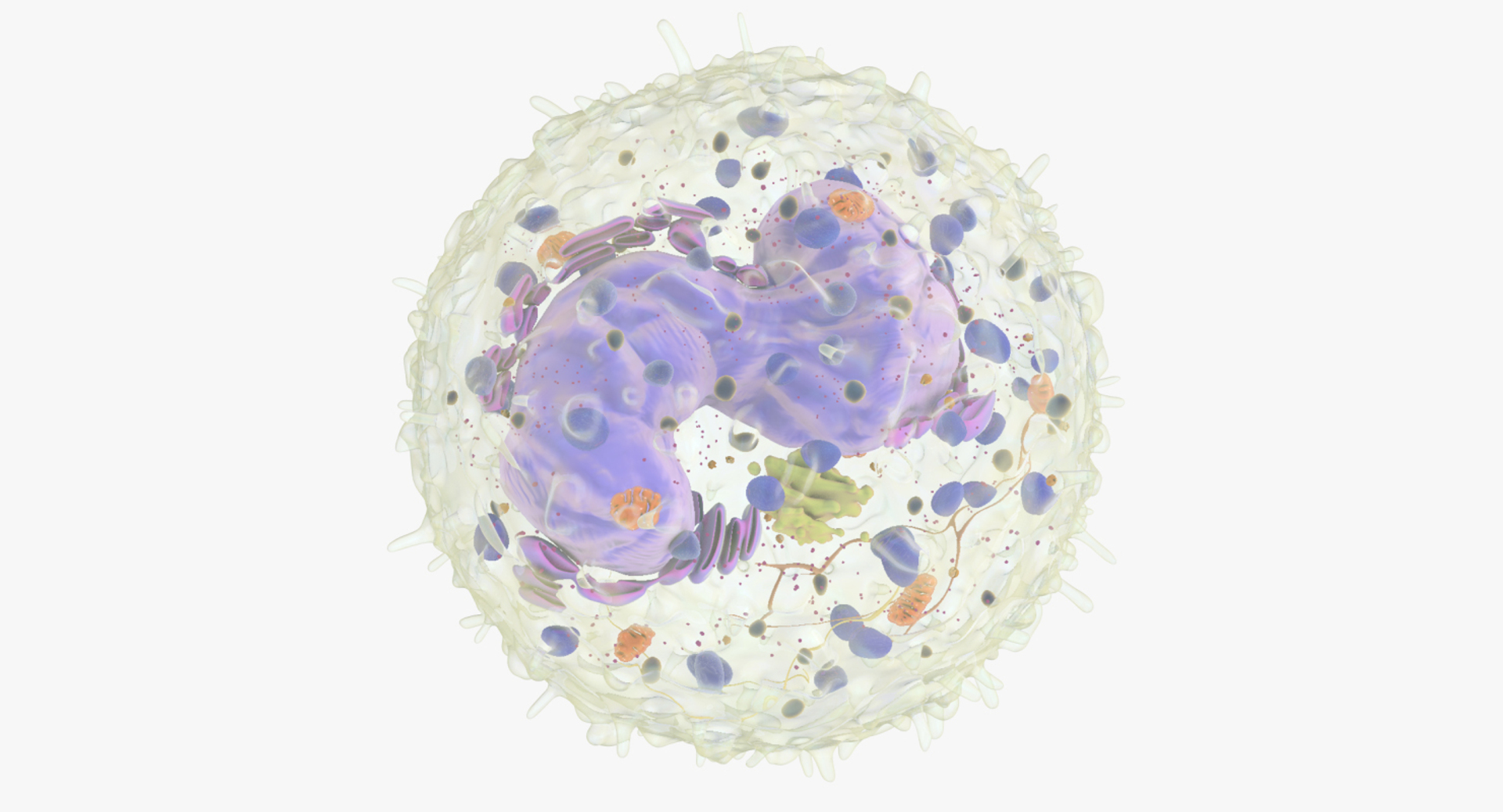 Basophil Illustrations Basophil Images – Browse 5,039 Stock Photos,