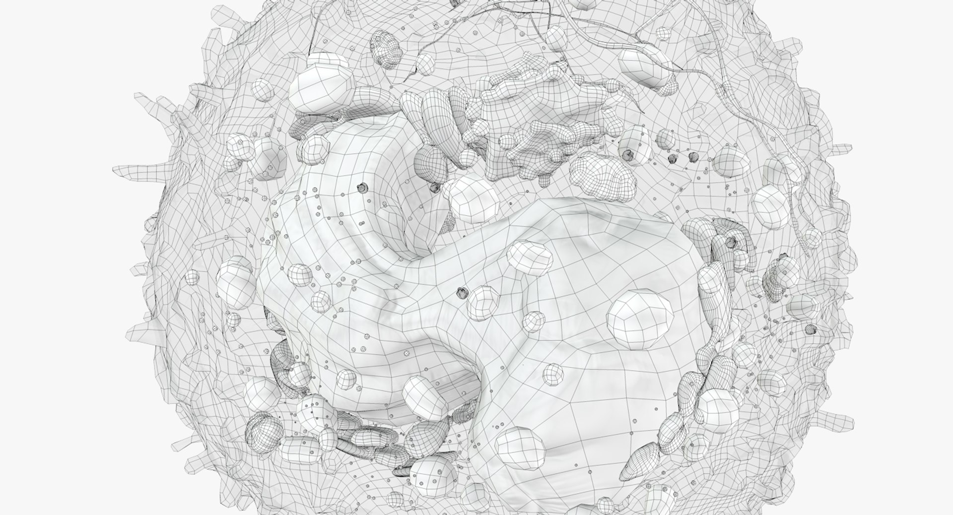 3D White Blood Cells Basophil - TurboSquid 1270552