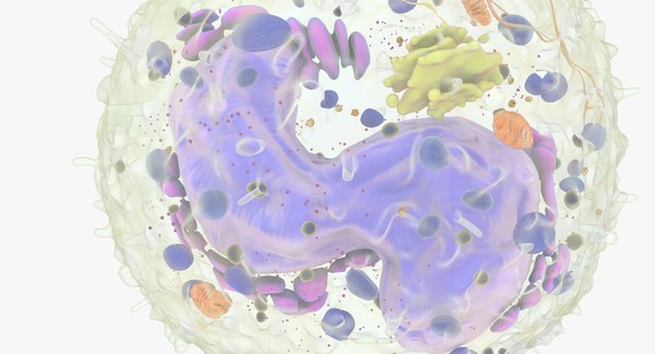 3D white blood cells basophil - TurboSquid 1270552