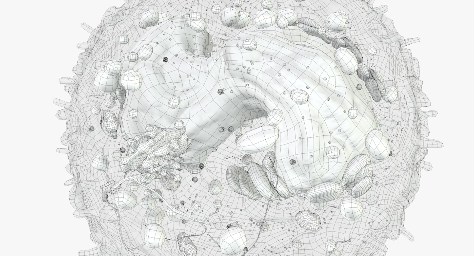 3D White Blood Cells Basophil - TurboSquid 1270552