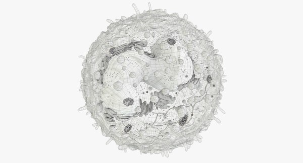 3D white blood cells basophil - TurboSquid 1270552