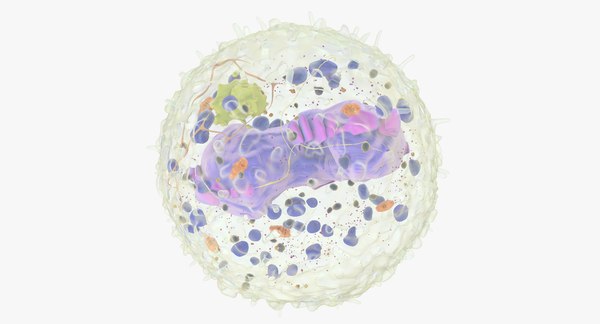 3D white blood cells basophil - TurboSquid 1270552