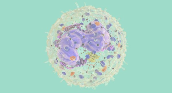 3D white blood cells basophil - TurboSquid 1270552