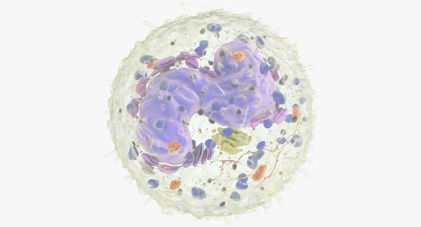3D white blood cells basophil - TurboSquid 1270552
