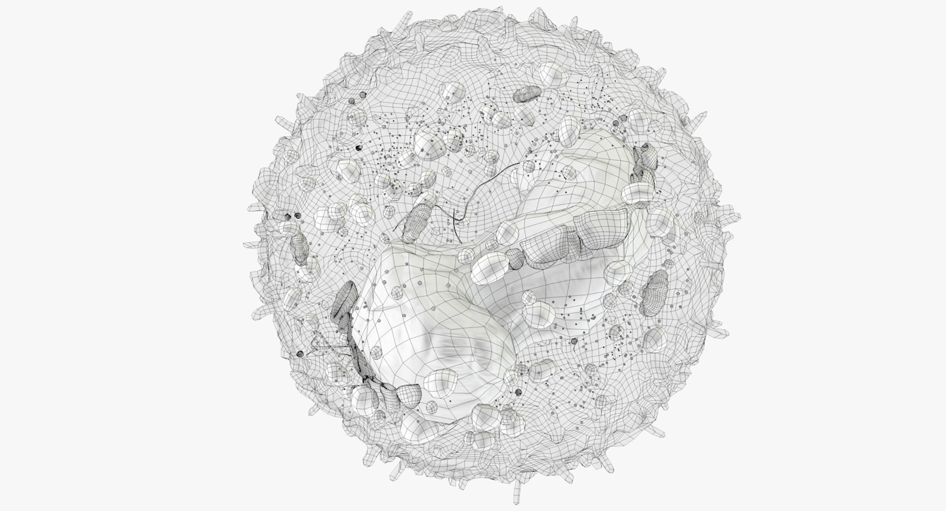 3D White Blood Cells Basophil - TurboSquid 1270552