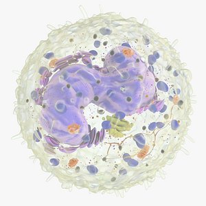 3D Basophil Models | TurboSquid