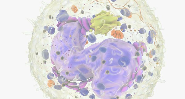 3D white blood cells basophil - TurboSquid 1270552
