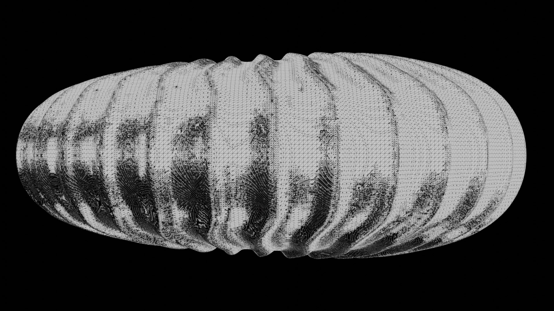 Ammonoid Shell With Sinuous Ribs 3D - TurboSquid 2292653