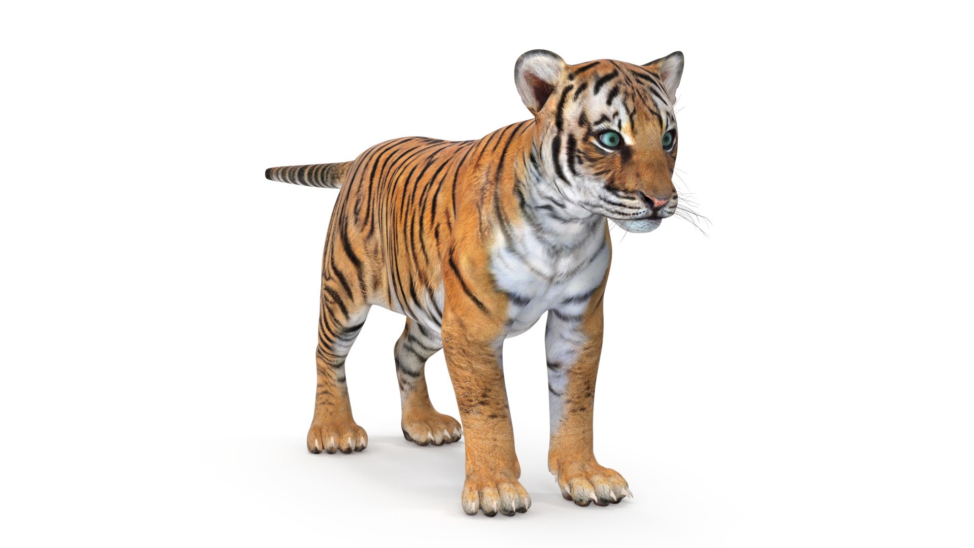 3D Tiger Cub - TurboSquid 2341180