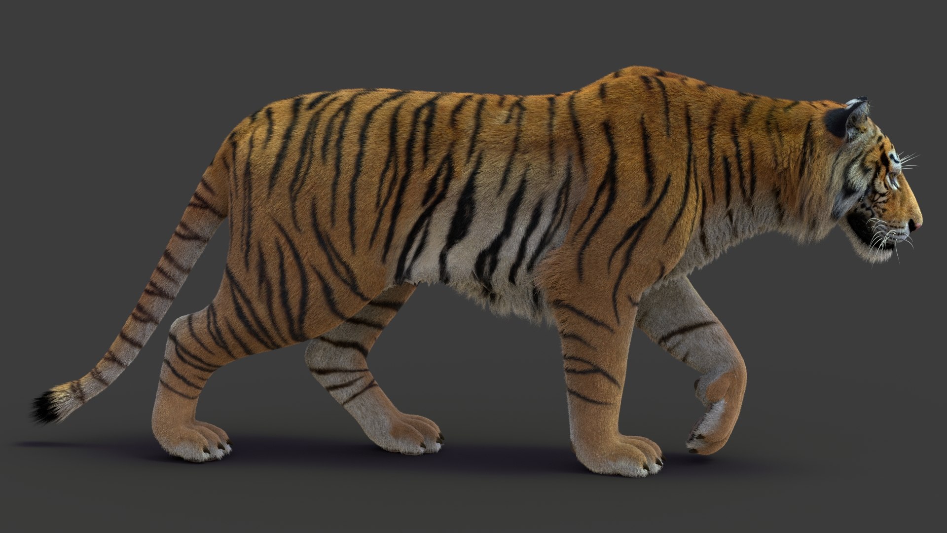 3D Tiger 2 Fur - TurboSquid 1447828