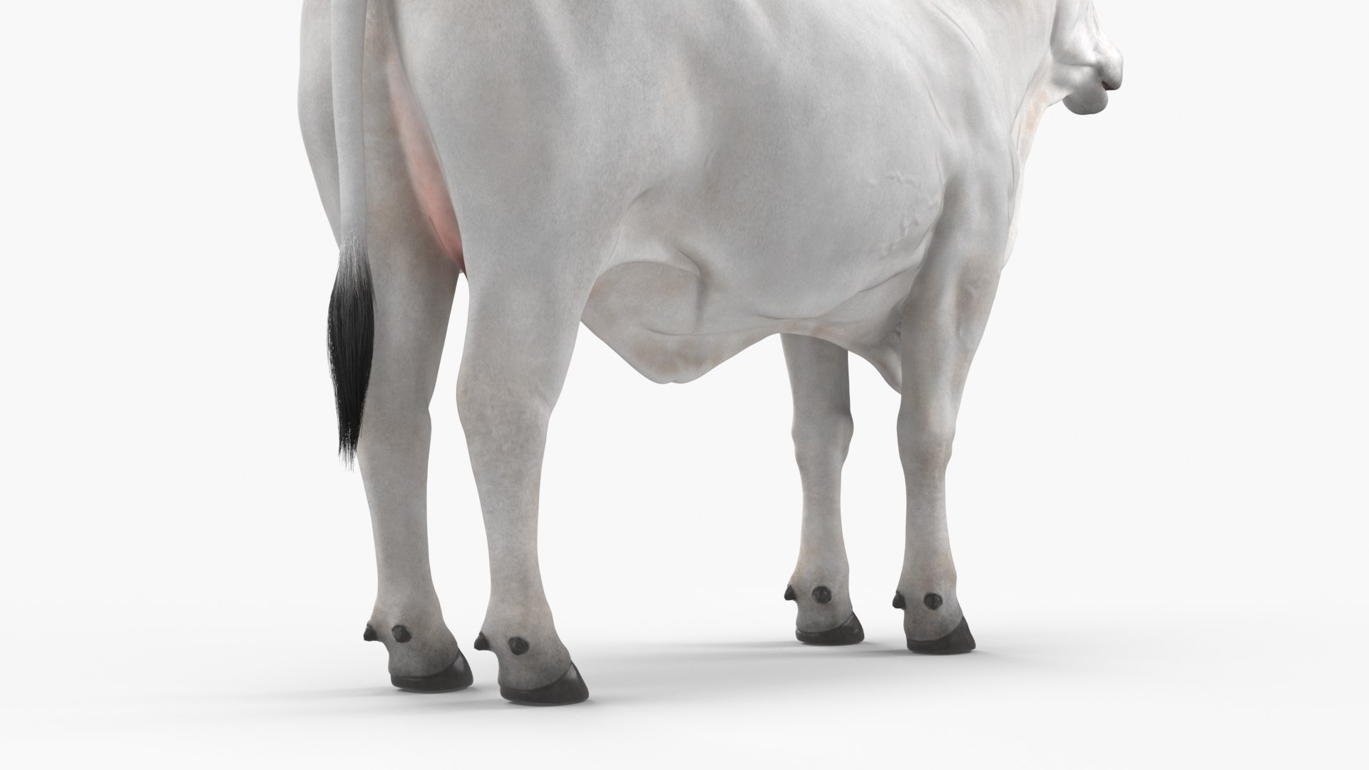 3D Nelore Cow Female Fur Model - TurboSquid 2318322