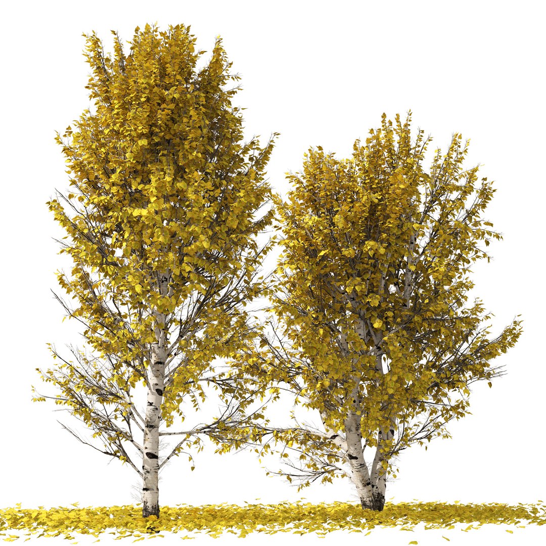 3D Fall Paper Birch Trees - TurboSquid 1967033