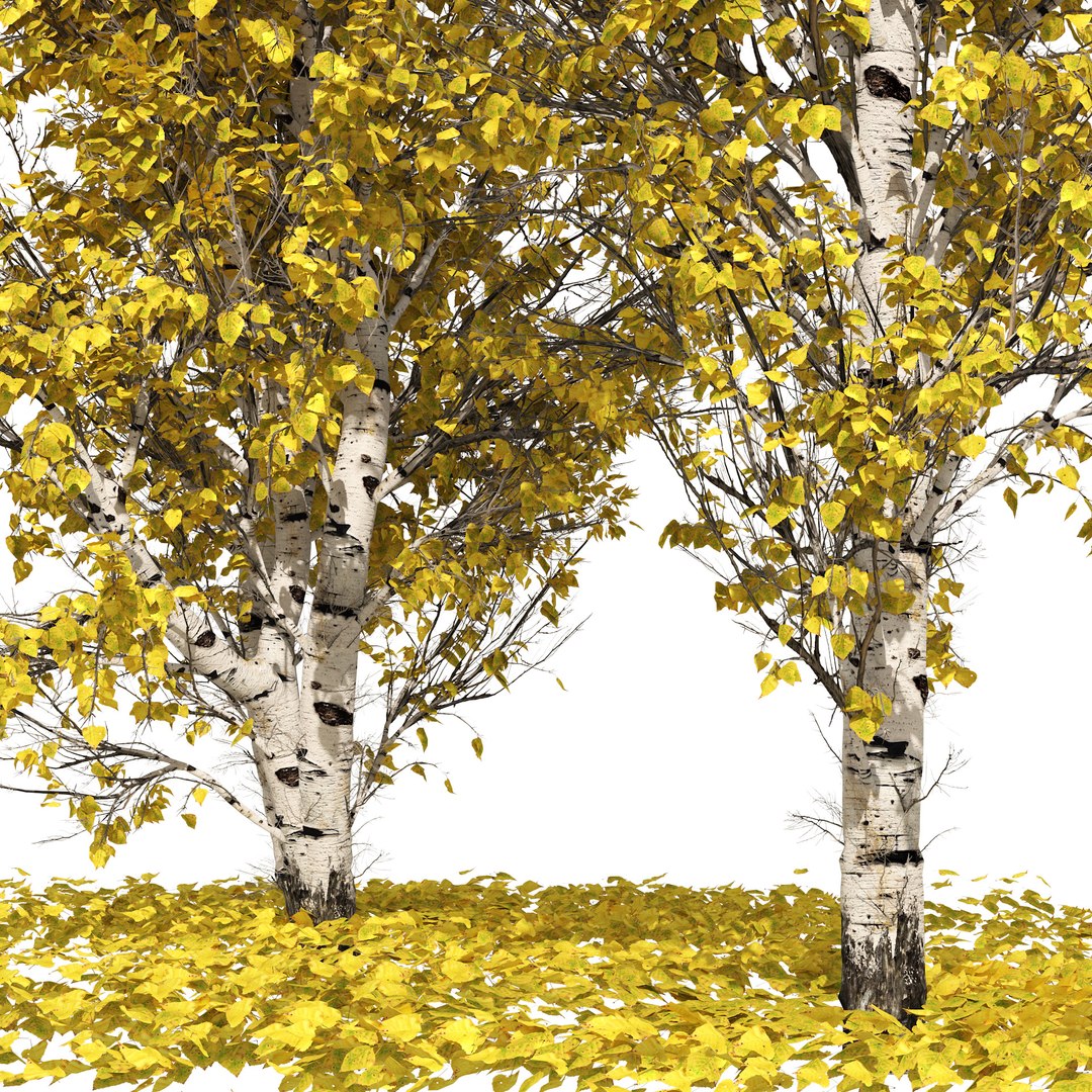 3D Fall Paper Birch Trees - TurboSquid 1967033