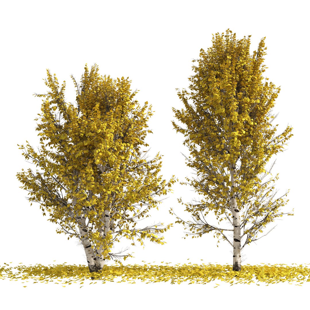 3D Fall Paper Birch Trees - TurboSquid 1967033