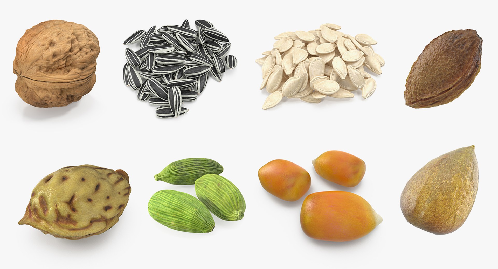 Seeds Collection 3 model - TurboSquid 1924185