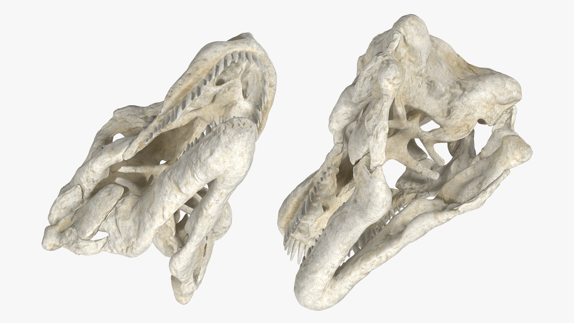 Tyrannosaurus Rex Skul Skull 3D - TurboSquid 1483910