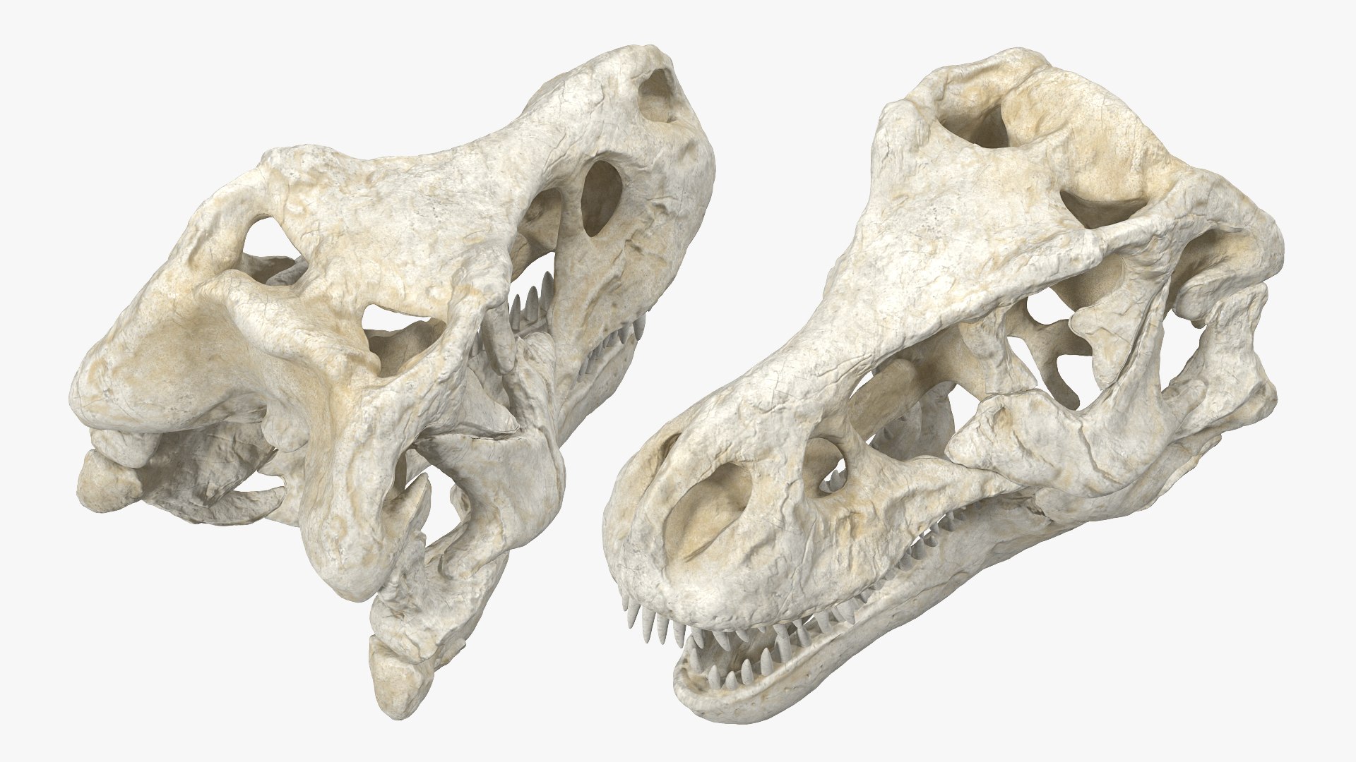 Tyrannosaurus Rex Skul Skull 3D - TurboSquid 1483910