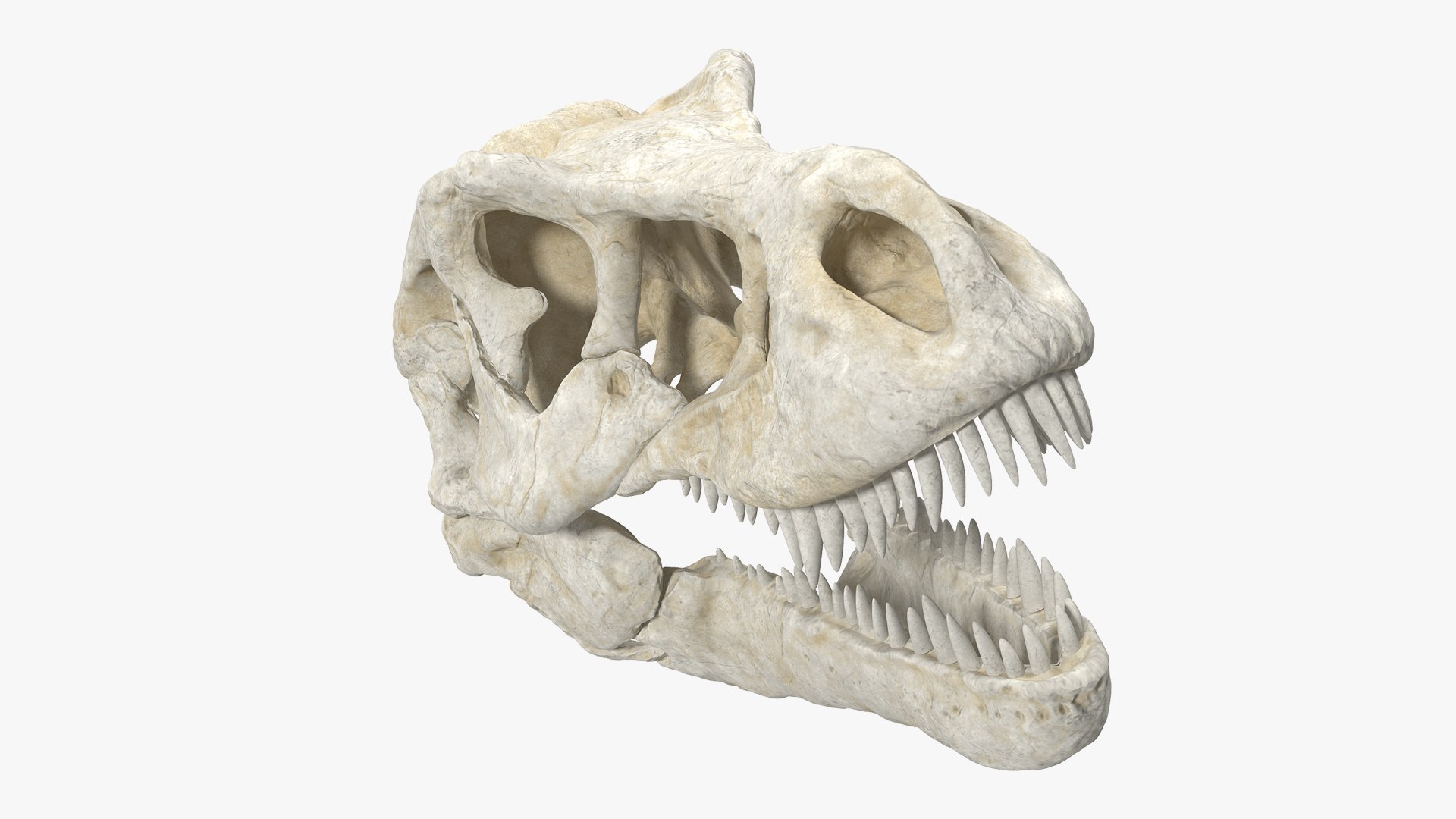 Tyrannosaurus rex skul skull 3D - TurboSquid 1483910
