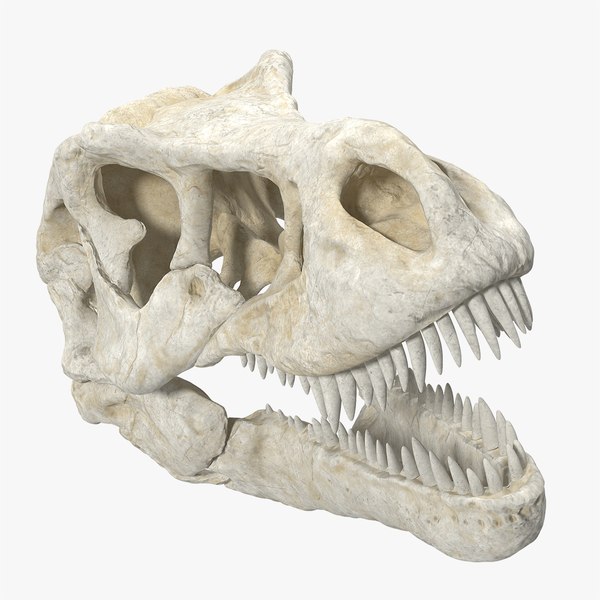 Tyrannosaurus rex skul skull 3D - TurboSquid 1483910
