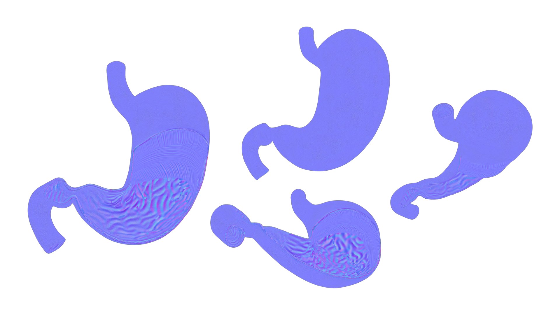 3D Stomach Cross Section Anatomy - TurboSquid 2140421
