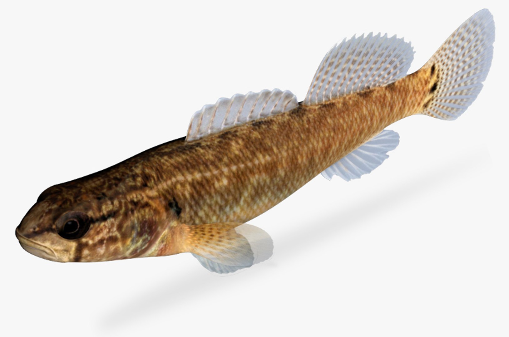 Etheostoma Squamiceps Spottail Darter 3d Fbx