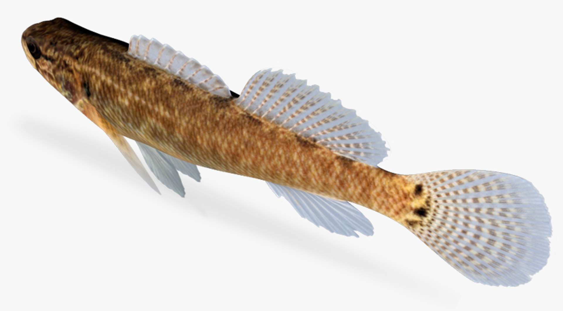 Etheostoma Squamiceps Spottail Darter 3d Fbx