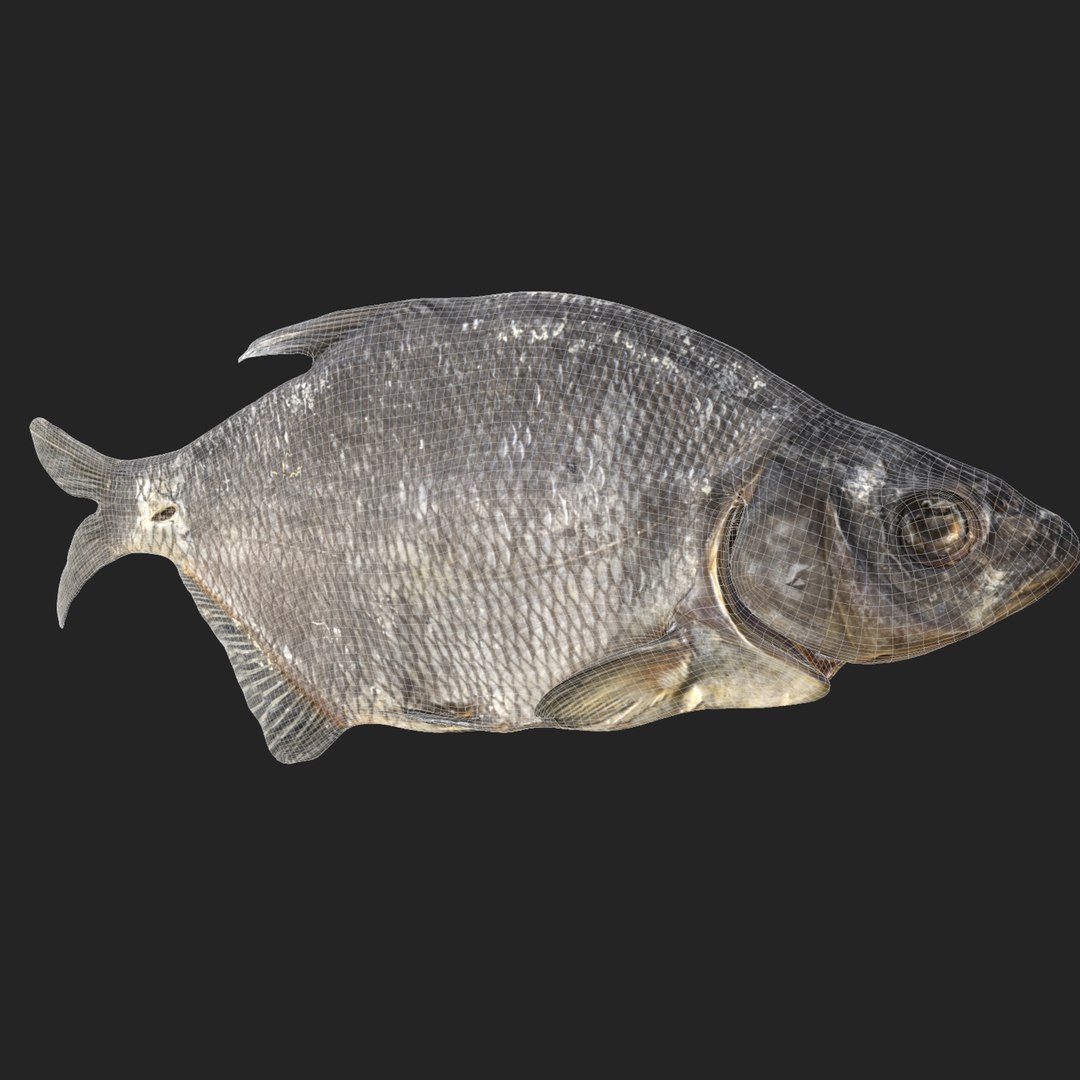 3D Bream Dry Fish - TurboSquid 2274581