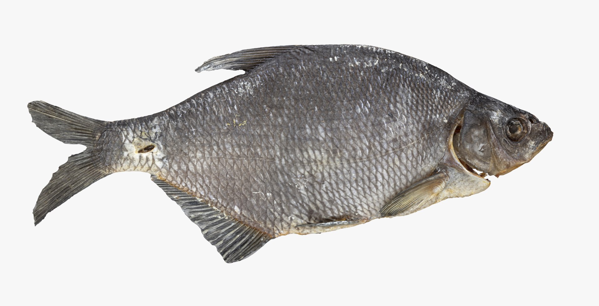 3D Bream Dry Fish - TurboSquid 2274581
