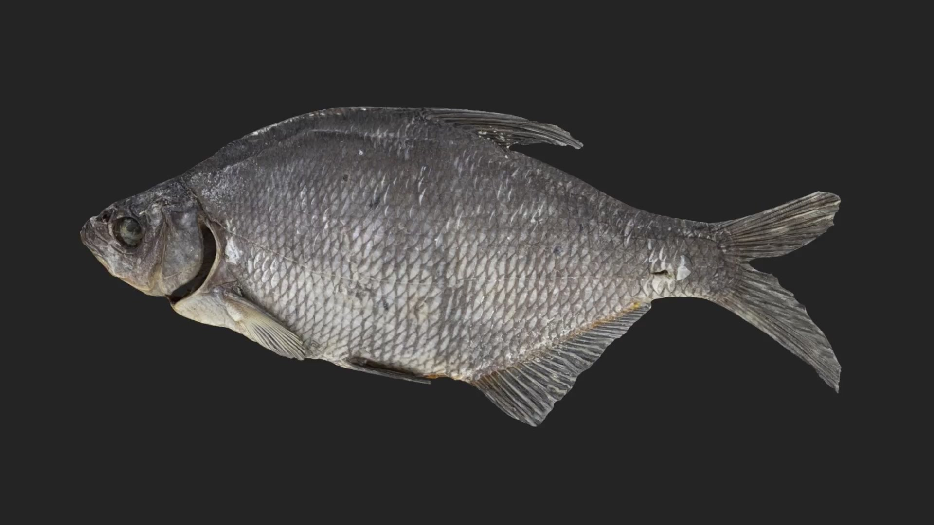 3D Bream Dry Fish - TurboSquid 2274581