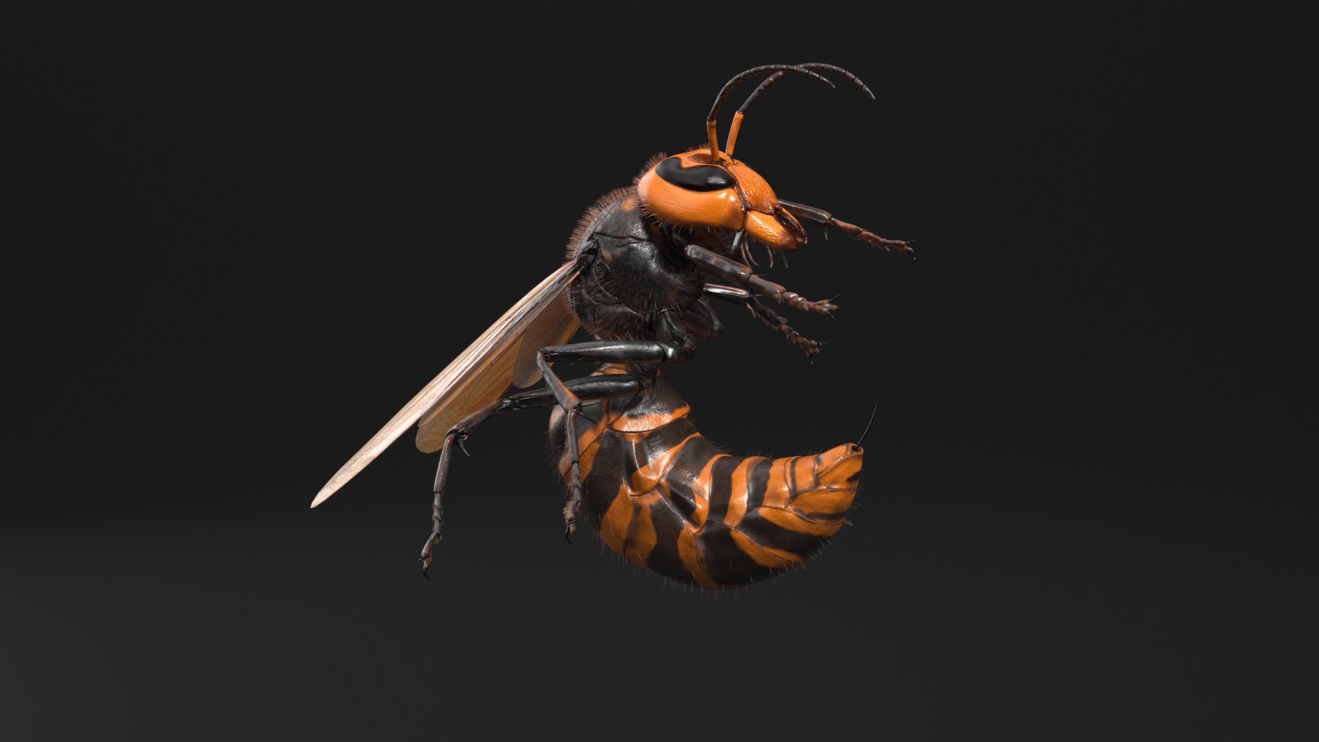 3D Northern Giant Hornet Fur Attack Pose - TurboSquid 2274947