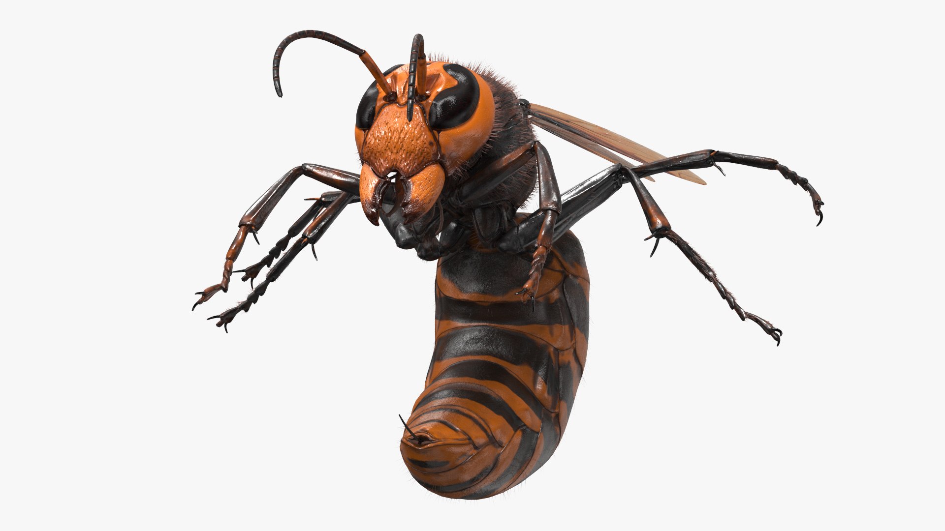 3D Northern Giant Hornet Fur Attack Pose - TurboSquid 2274947