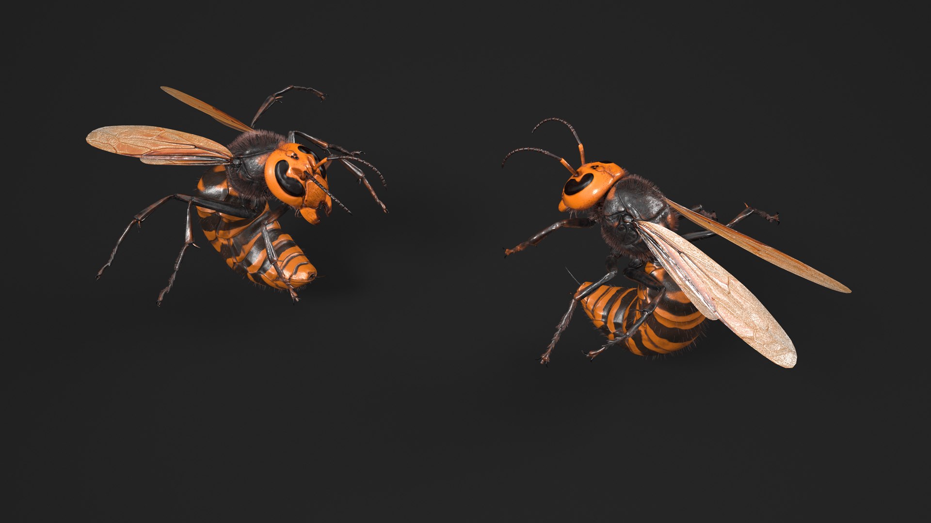 3D Northern Giant Hornet Fur Attack Pose - TurboSquid 2274947