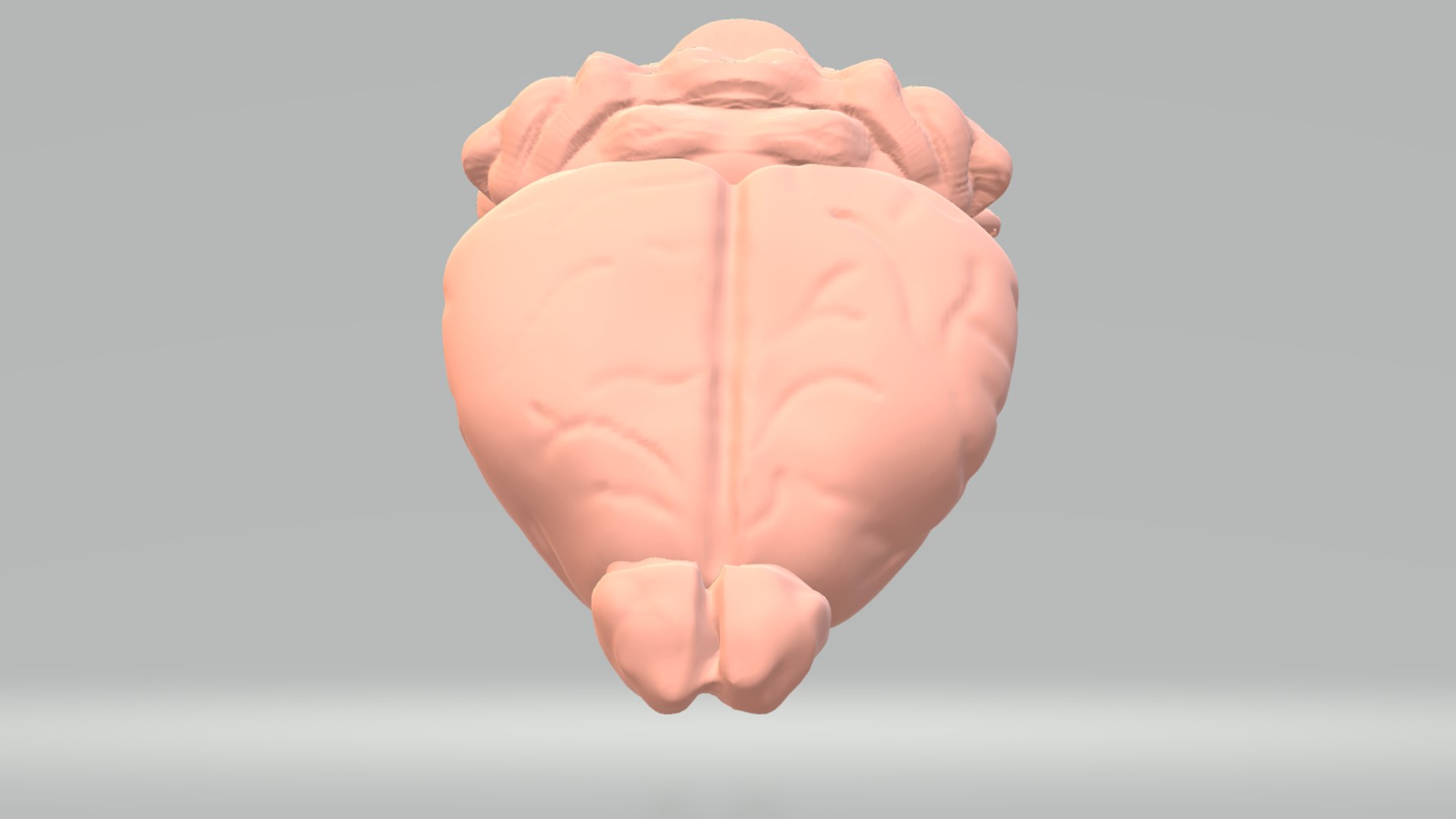 3D Mouse Brain Model - TurboSquid 1348769