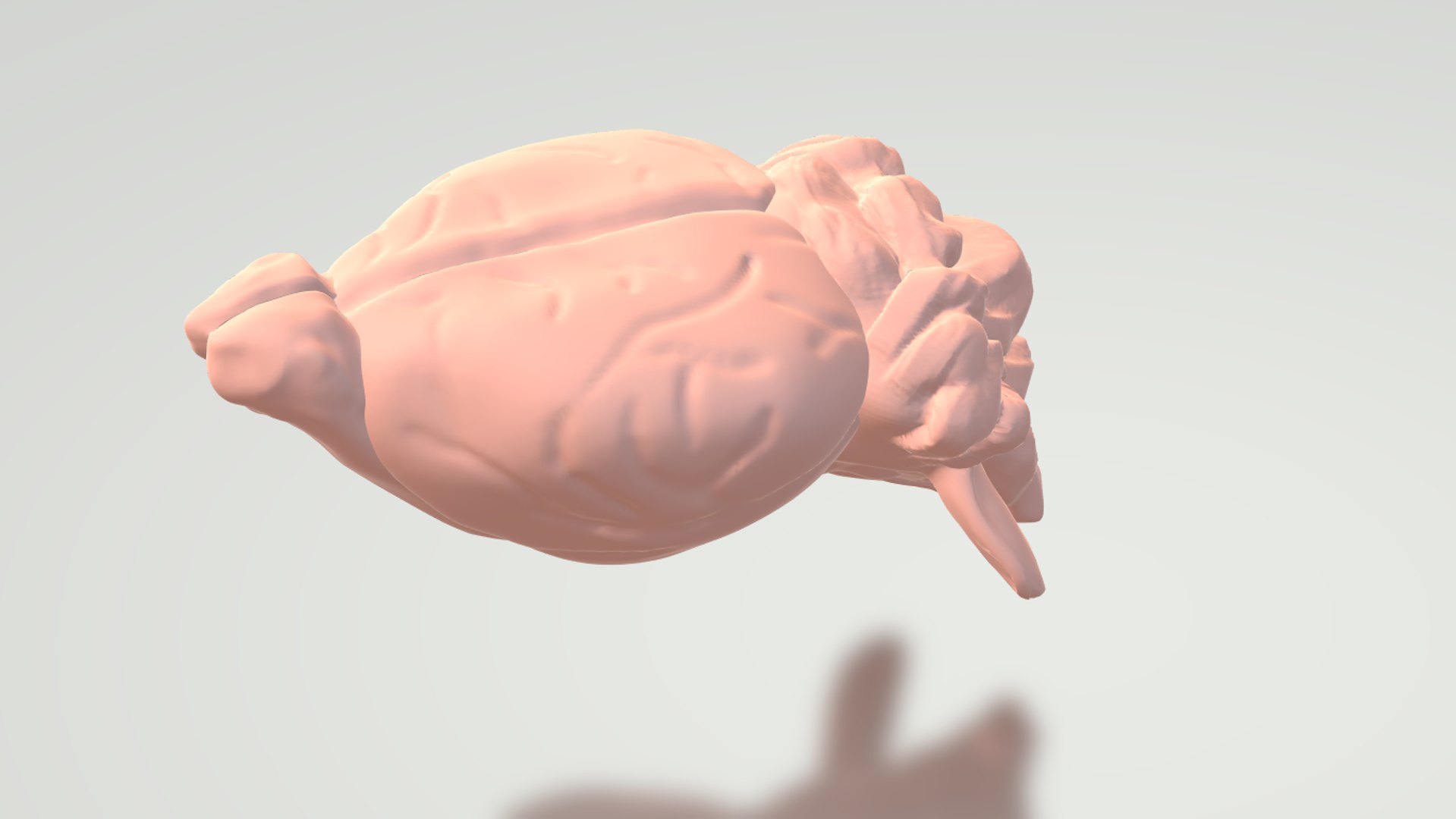 3D Mouse Brain Model - TurboSquid 1348769