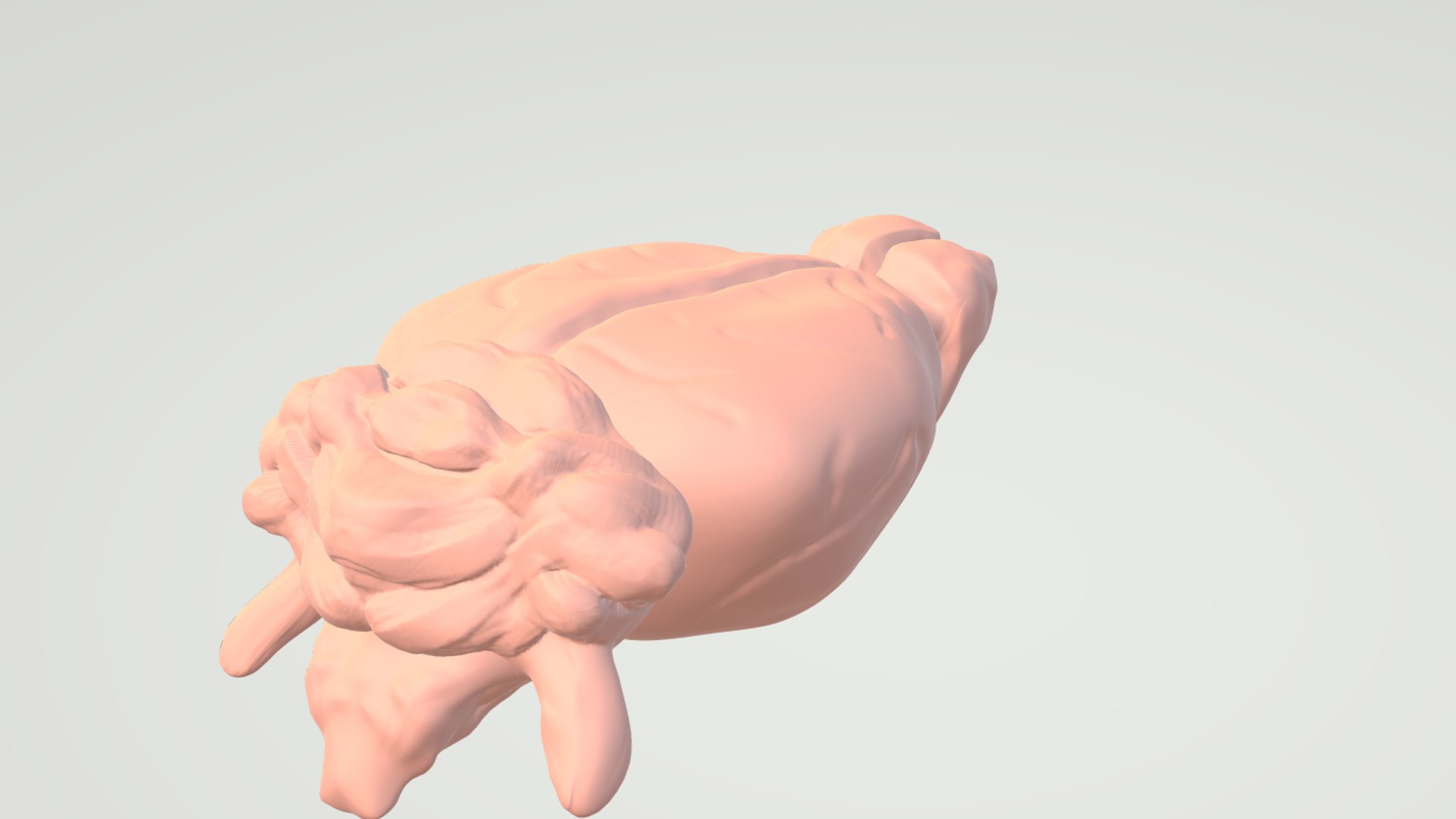 3D Mouse Brain Model - TurboSquid 1348769