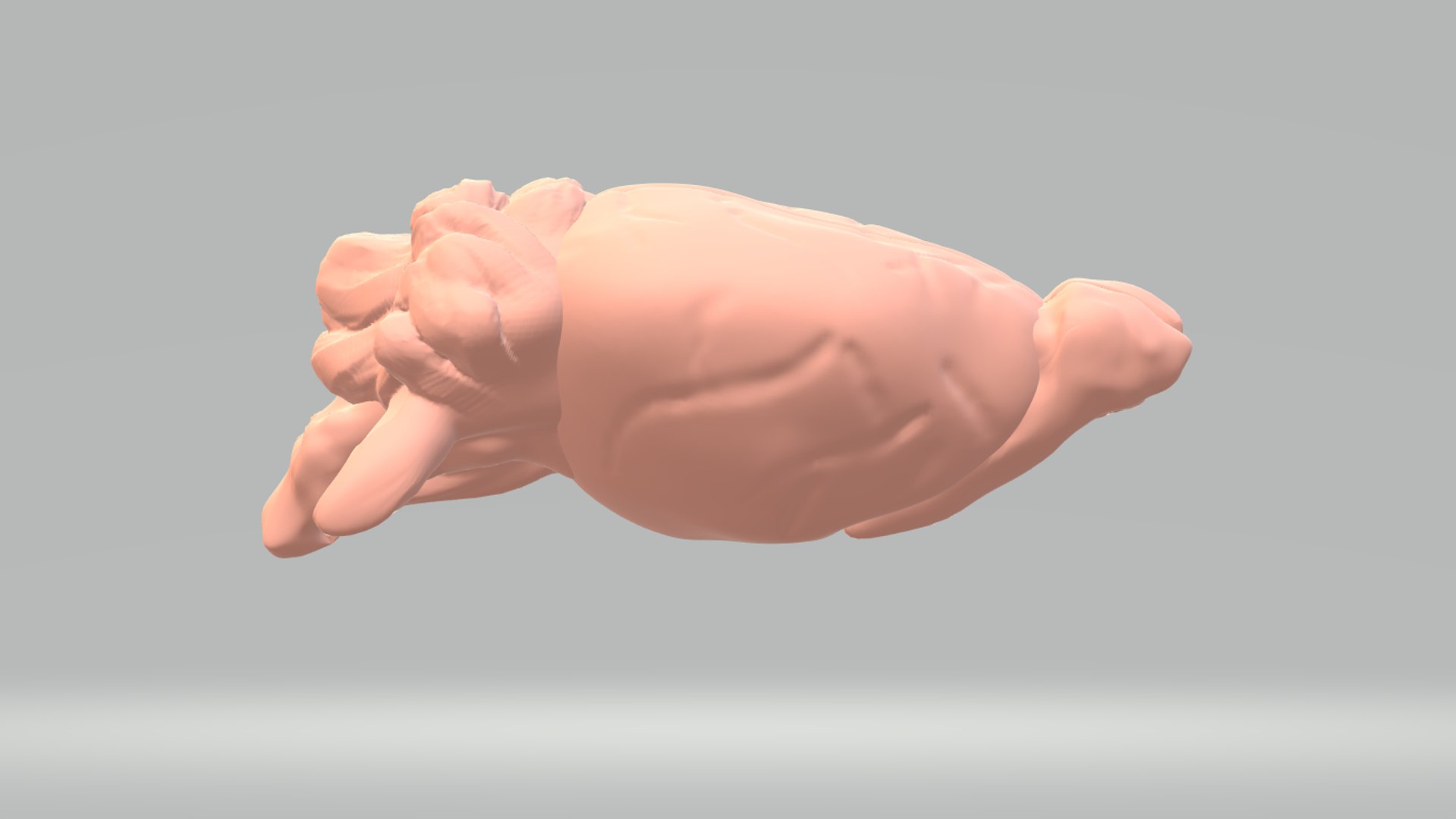 3D Mouse Brain Model - TurboSquid 1348769