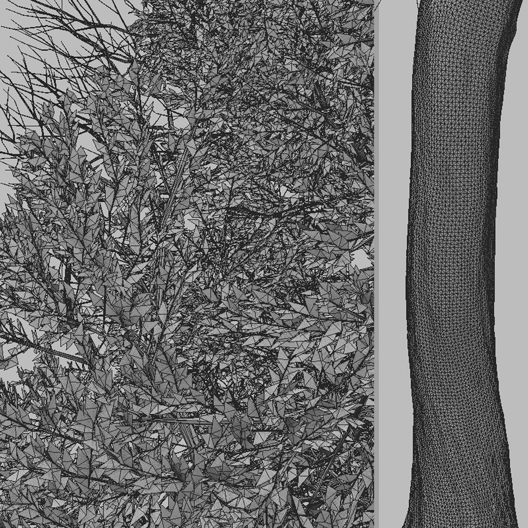 3D Set Of Eucalyptus Globoidea Or White Stringybark Tree - 2 Trees ...