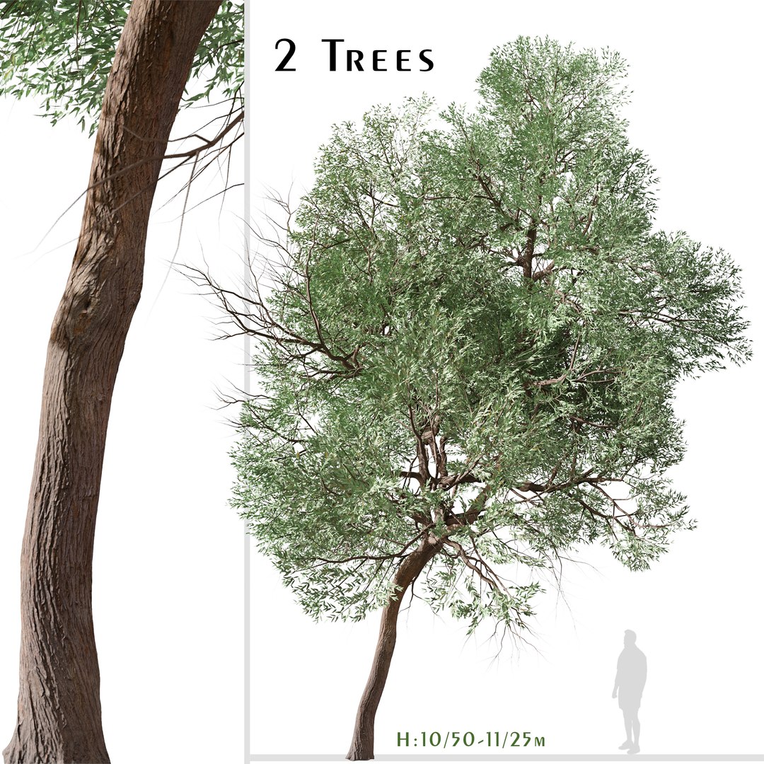 3D Set Of Eucalyptus Globoidea Or White Stringybark Tree - 2 Trees ...