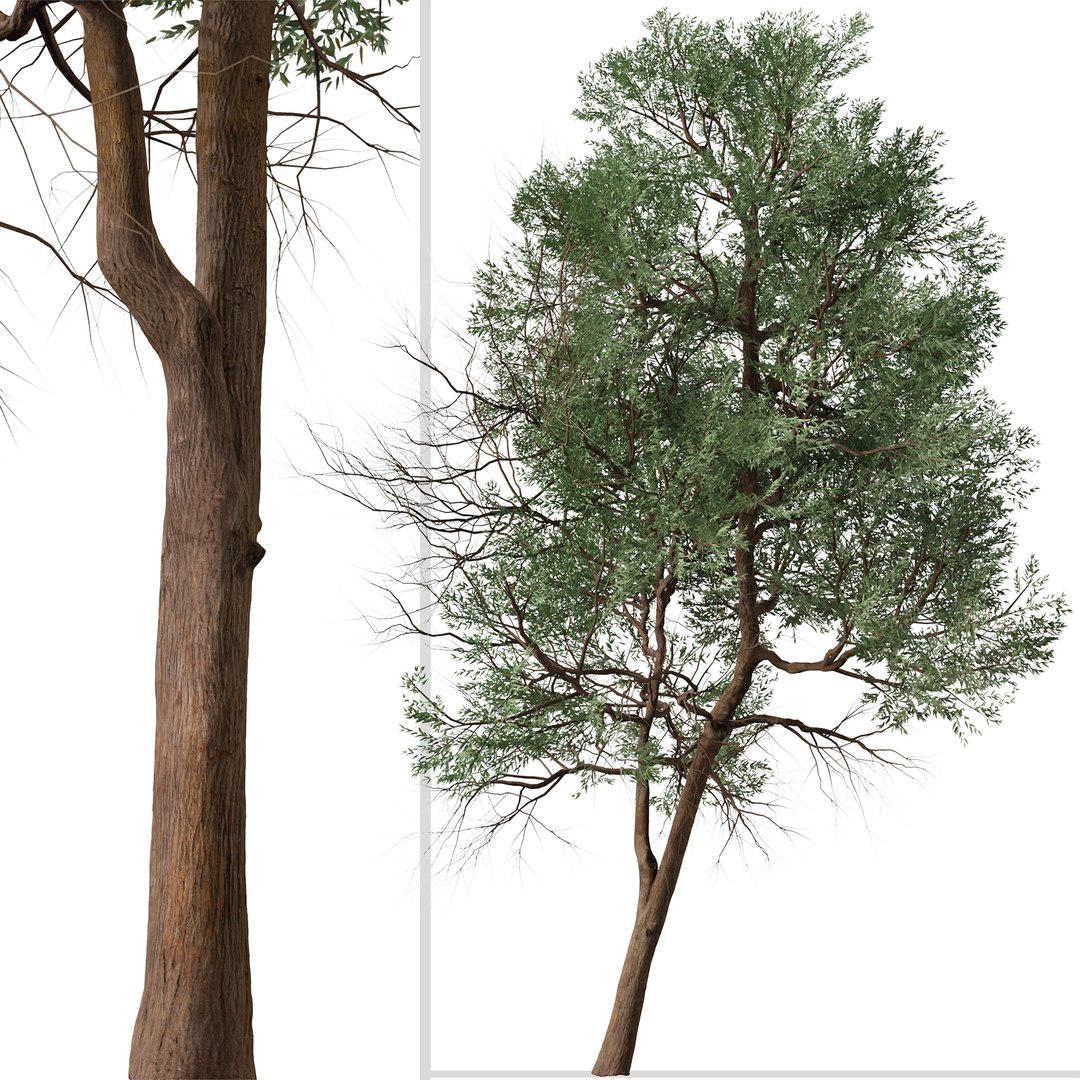 3D Set Of Eucalyptus Globoidea Or White Stringybark Tree - 2 Trees ...