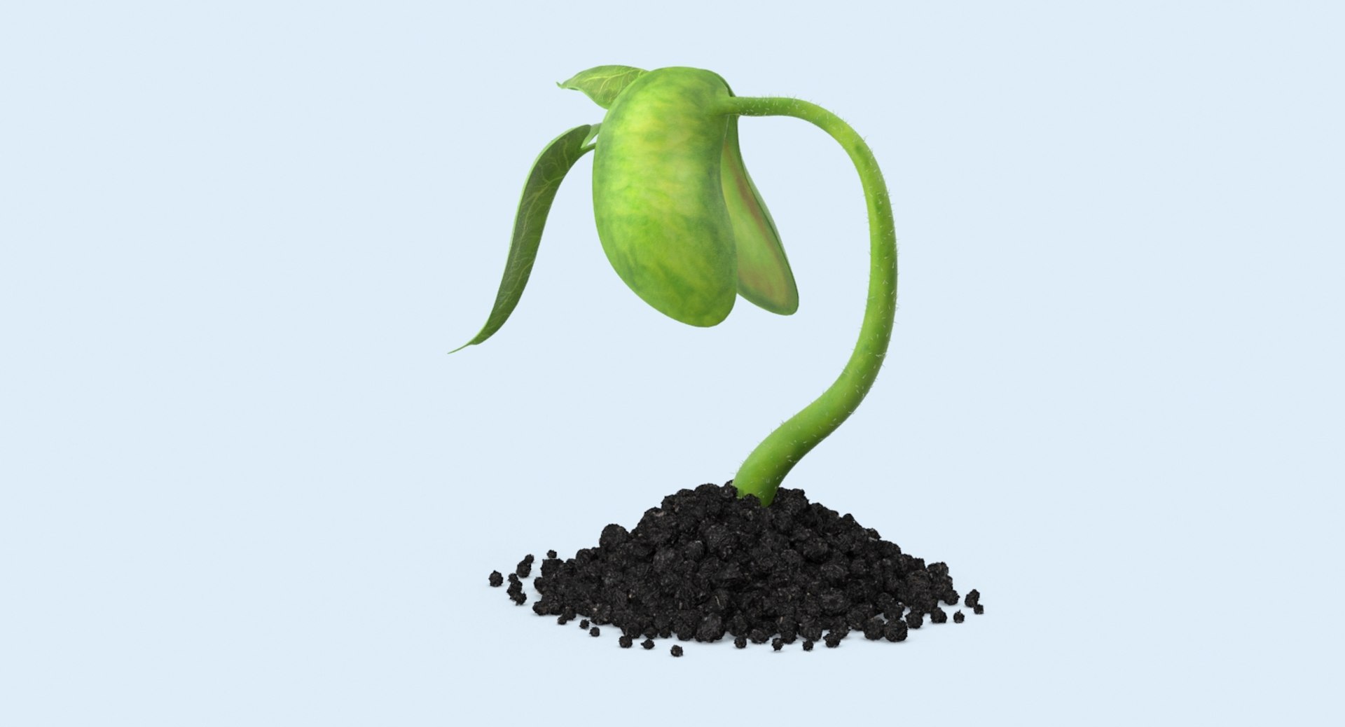 Plant Sprout 3d Model