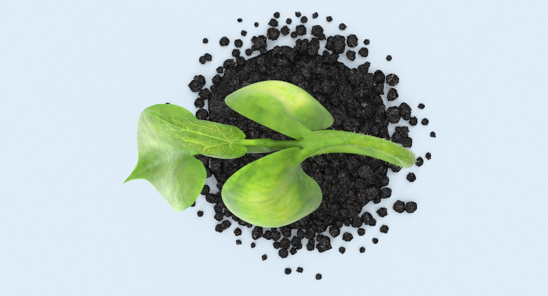 Plant Sprout 3d Model